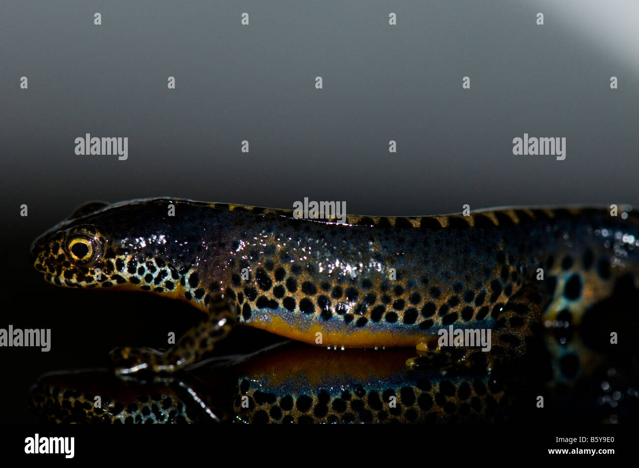 Pond newt hi-res stock photography and images - Alamy