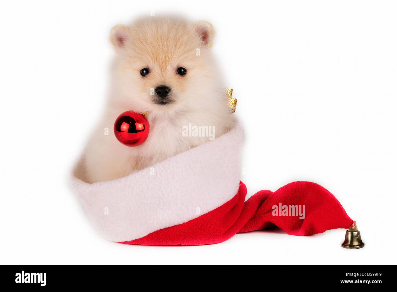 Christmas Pomeranian puppy with a santa hat on white background Stock ...
