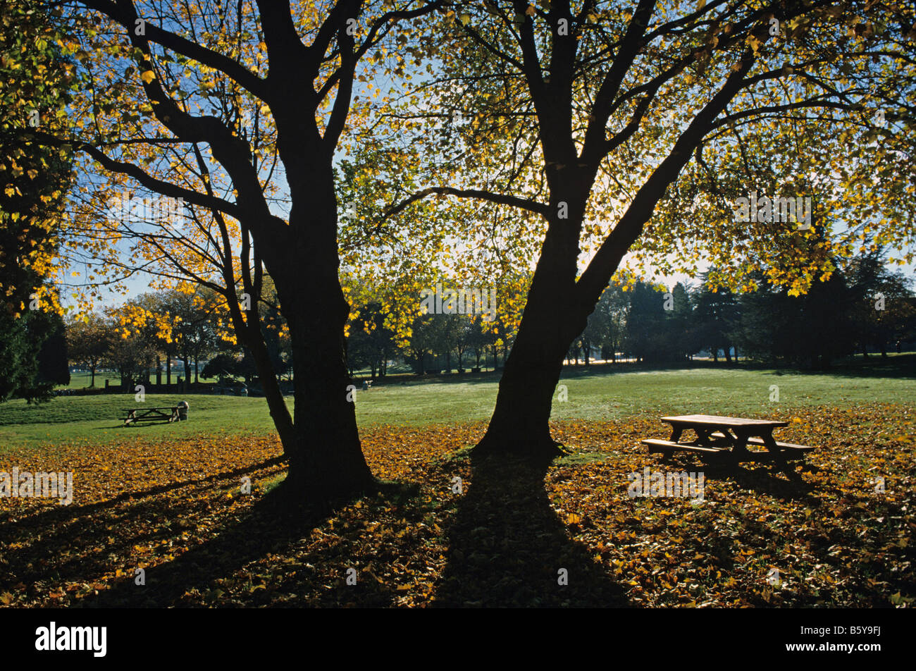 Autumn in the northwest at Greenlake park with maple trees and fall ...