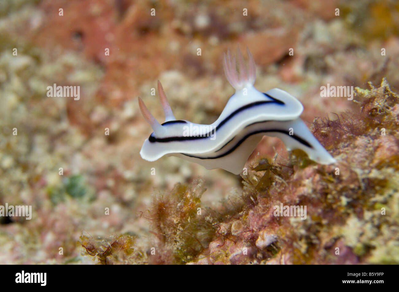 Nudibranch, Chromodoris lochi, at Agincourt Reef Stock Photo - Alamy