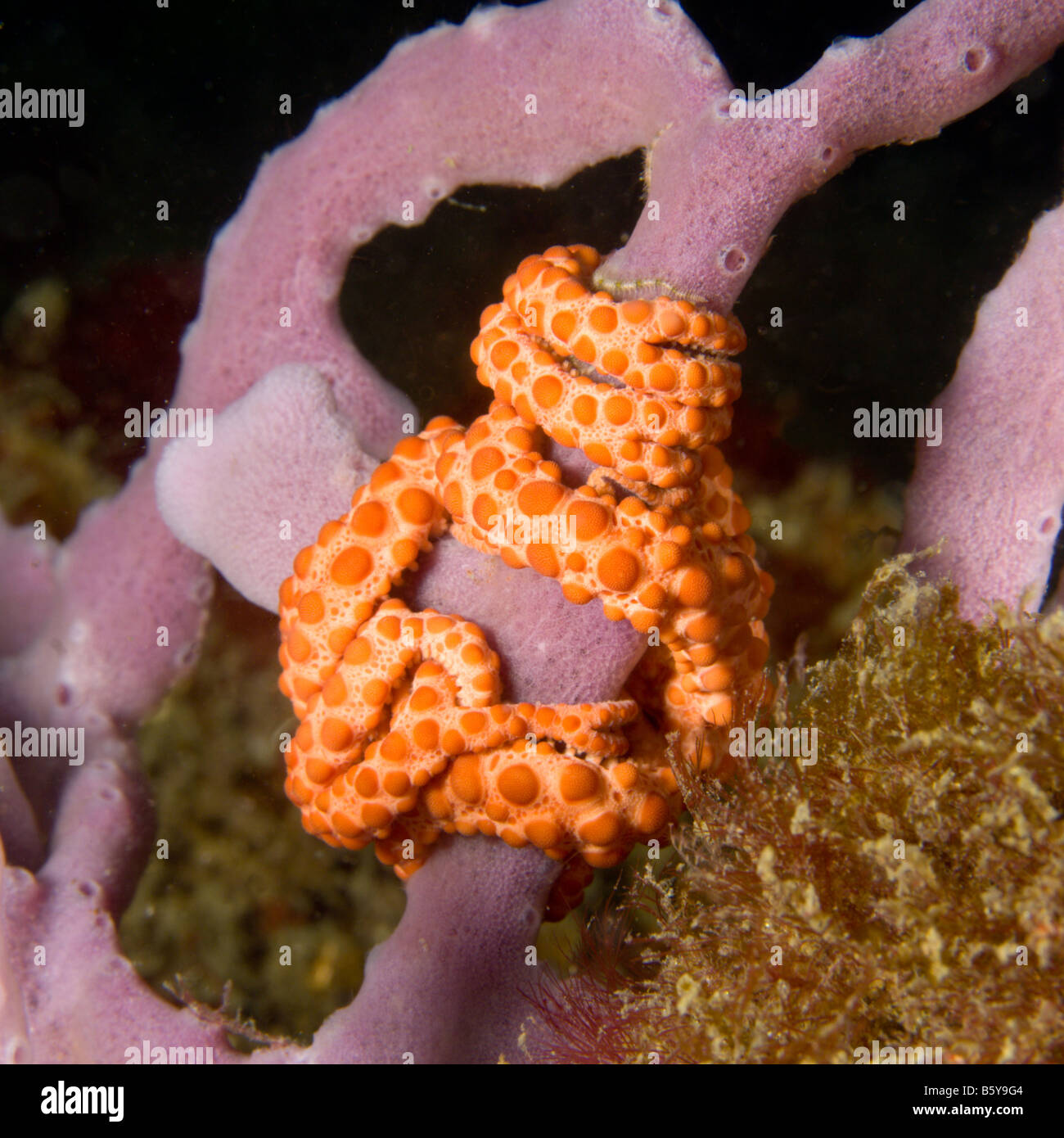 Basket Star Stock Photos & Basket Star Stock Images - Alamy