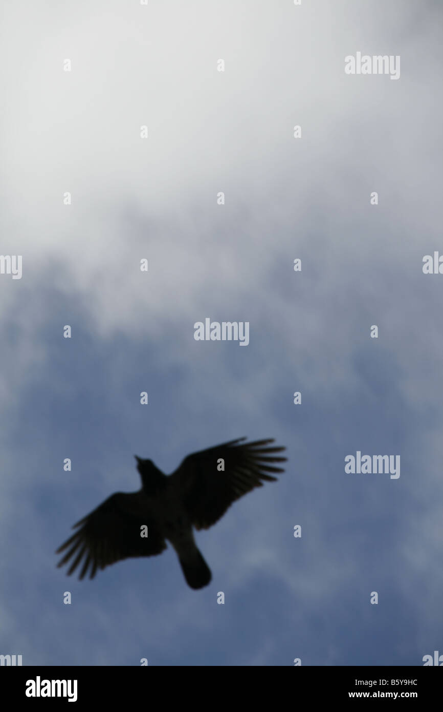 Bird One Single Top Search High Resolution Stock Photography and Images ...