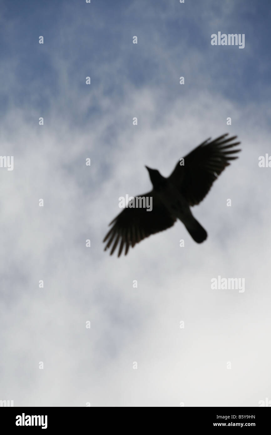 one black bird flying in sky Stock Photo - Alamy