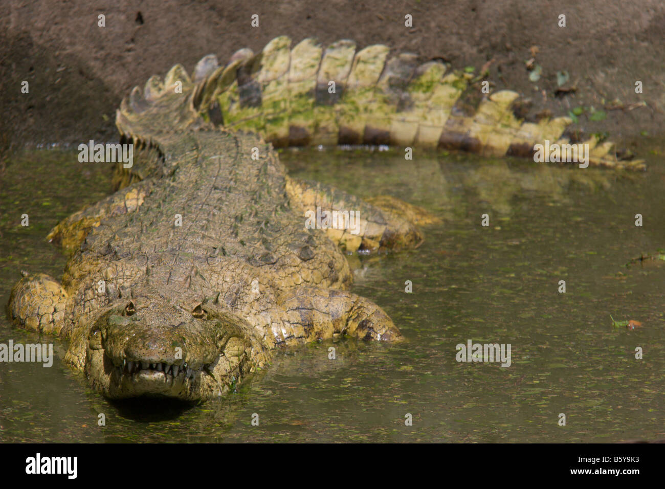 Crocodile jaws hi-res stock photography and images - Alamy
