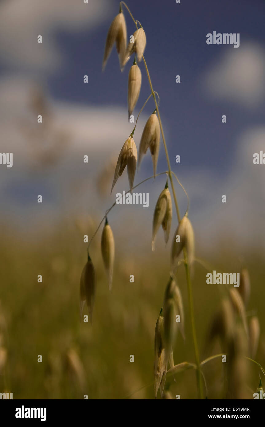 Ears of oats hi-res stock photography and images - Alamy