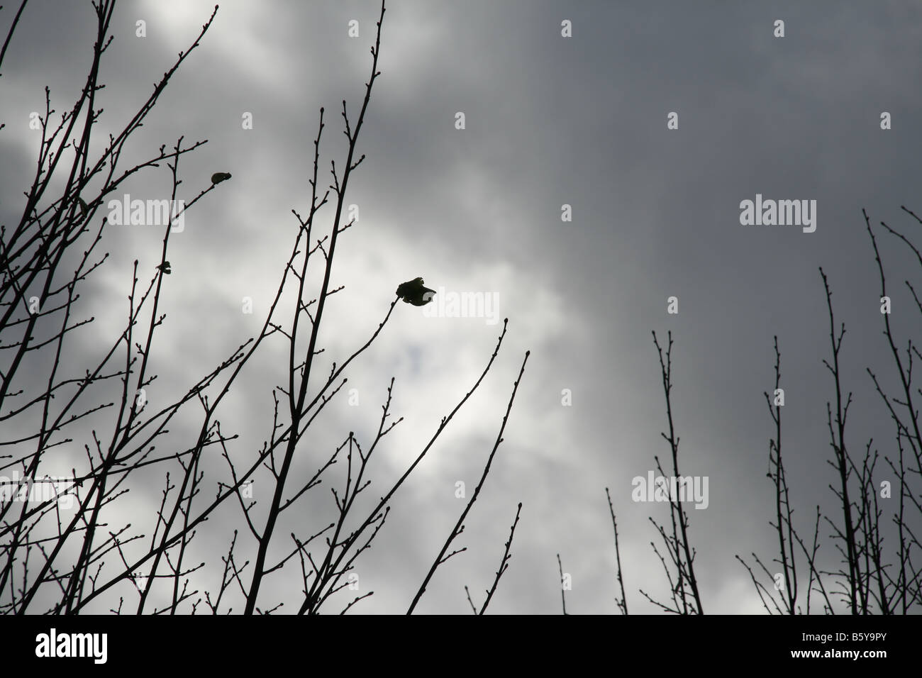one last leaf on bare tree branches and dark moody sky Stock Photo - Alamy