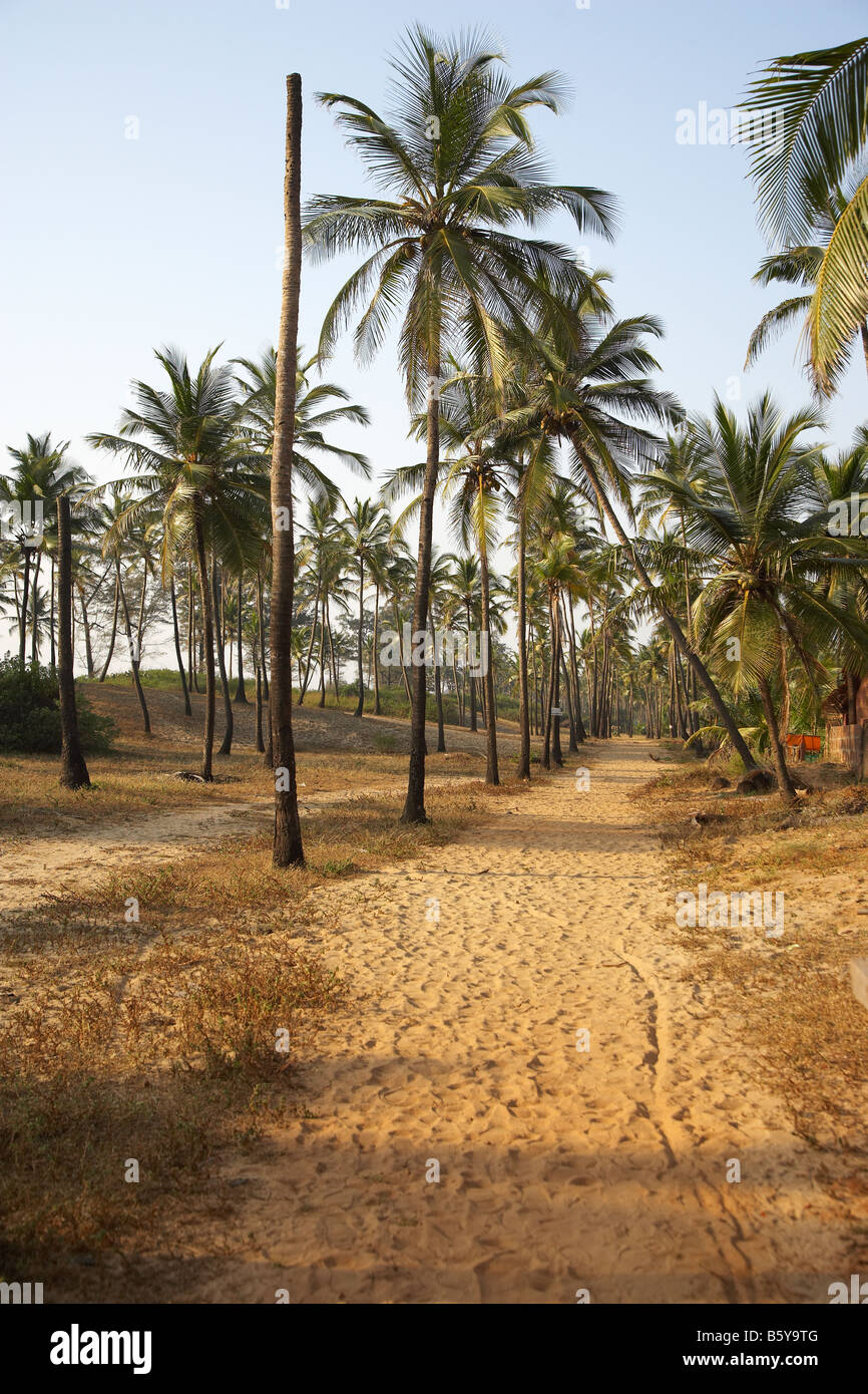 Coconut Trees, Arambol Beach, Goa, India Stock Photo - Alamy