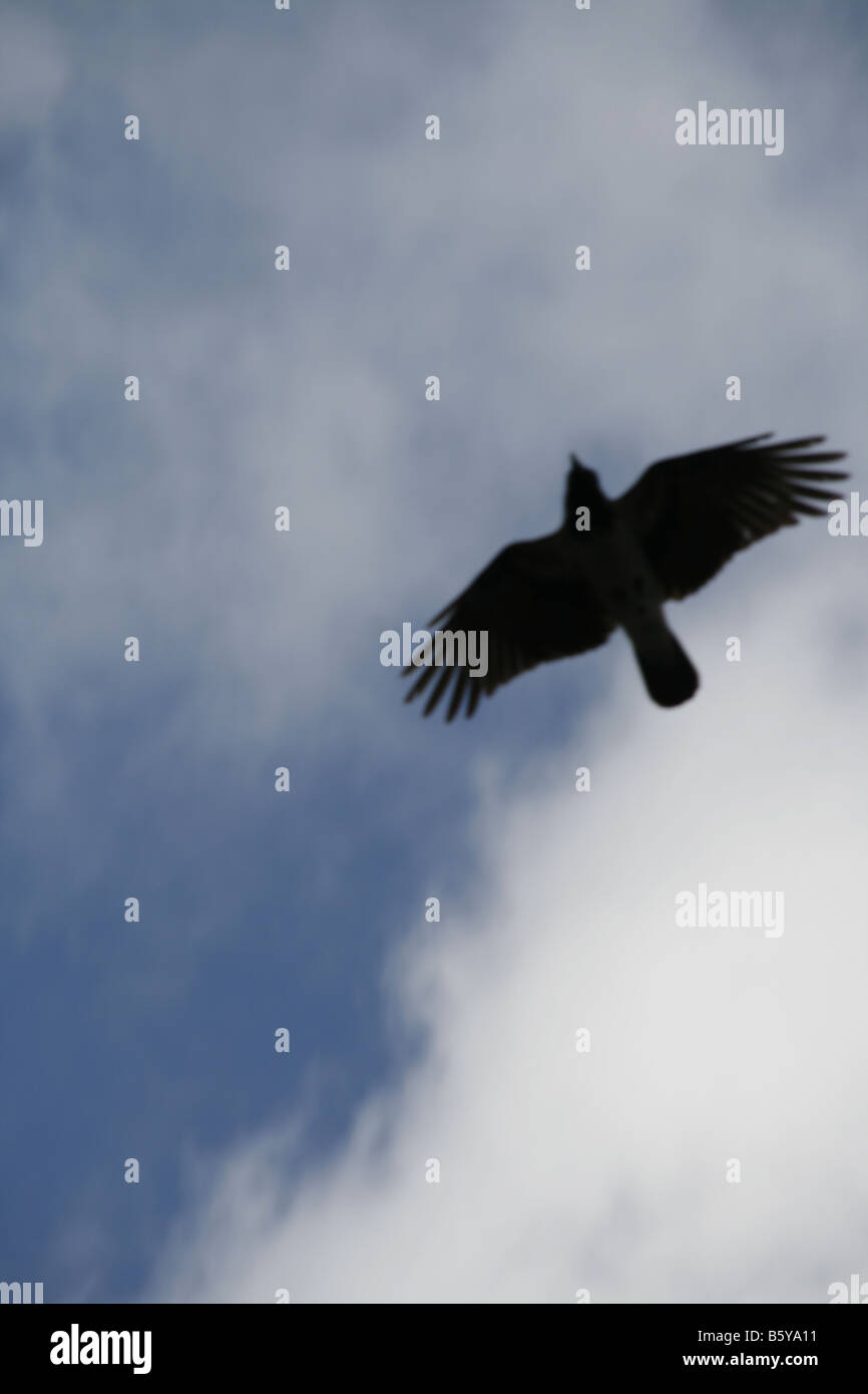 Black bird flying hi-res stock photography and images - Alamy