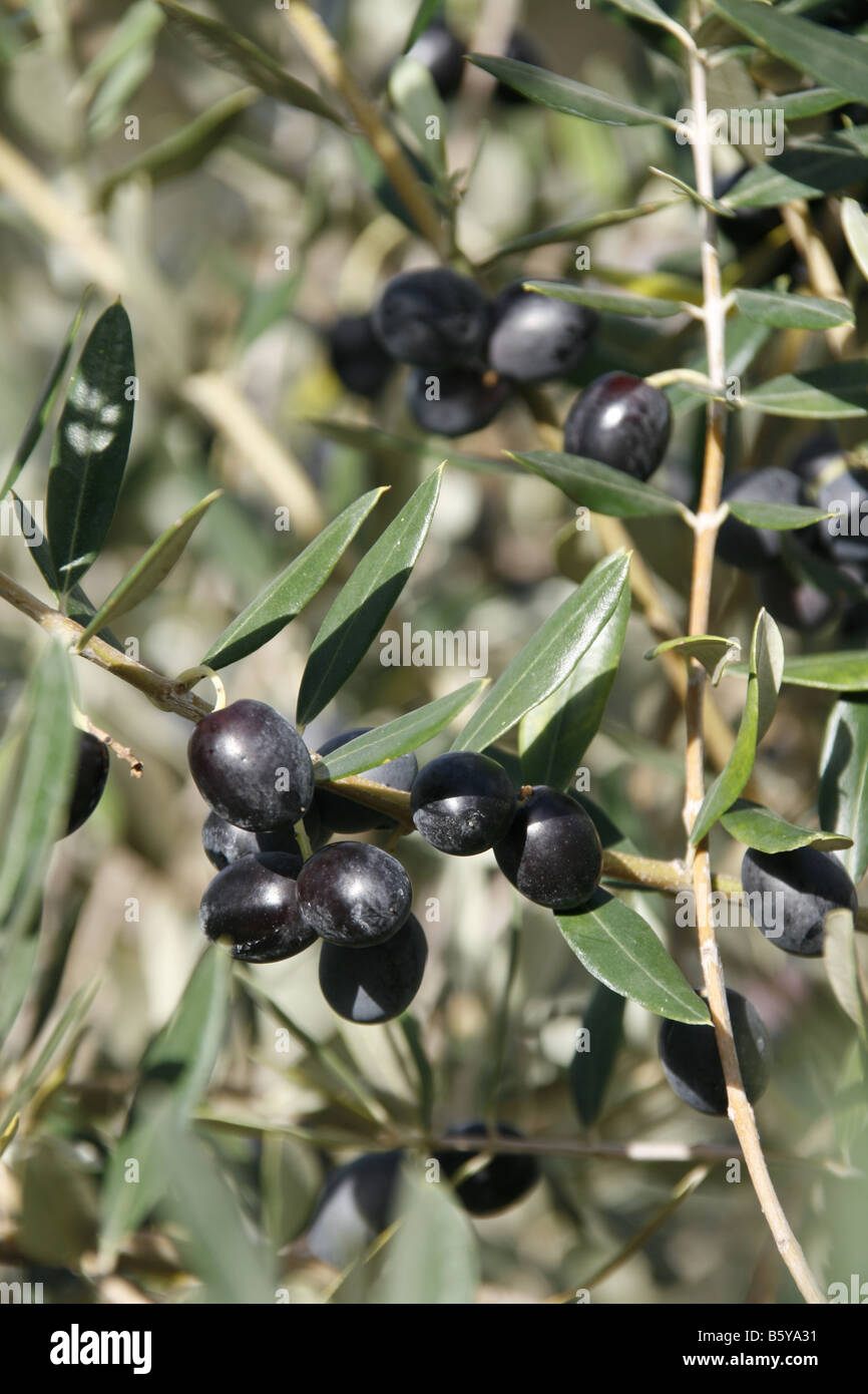 Olive tree branch lots hi-res stock photography and images - Alamy
