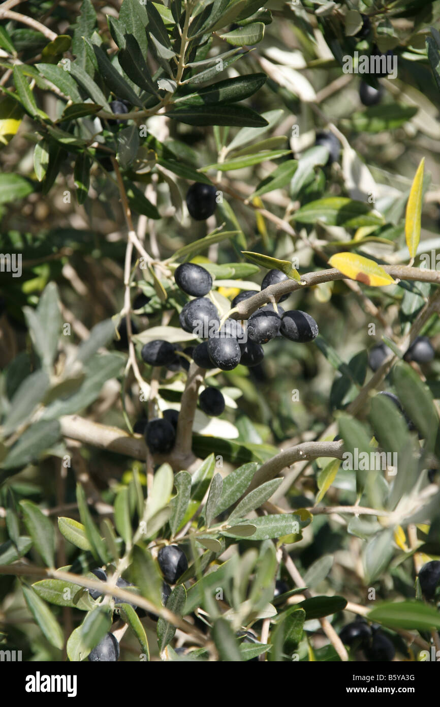 Olive tree branch lots hi-res stock photography and images - Alamy