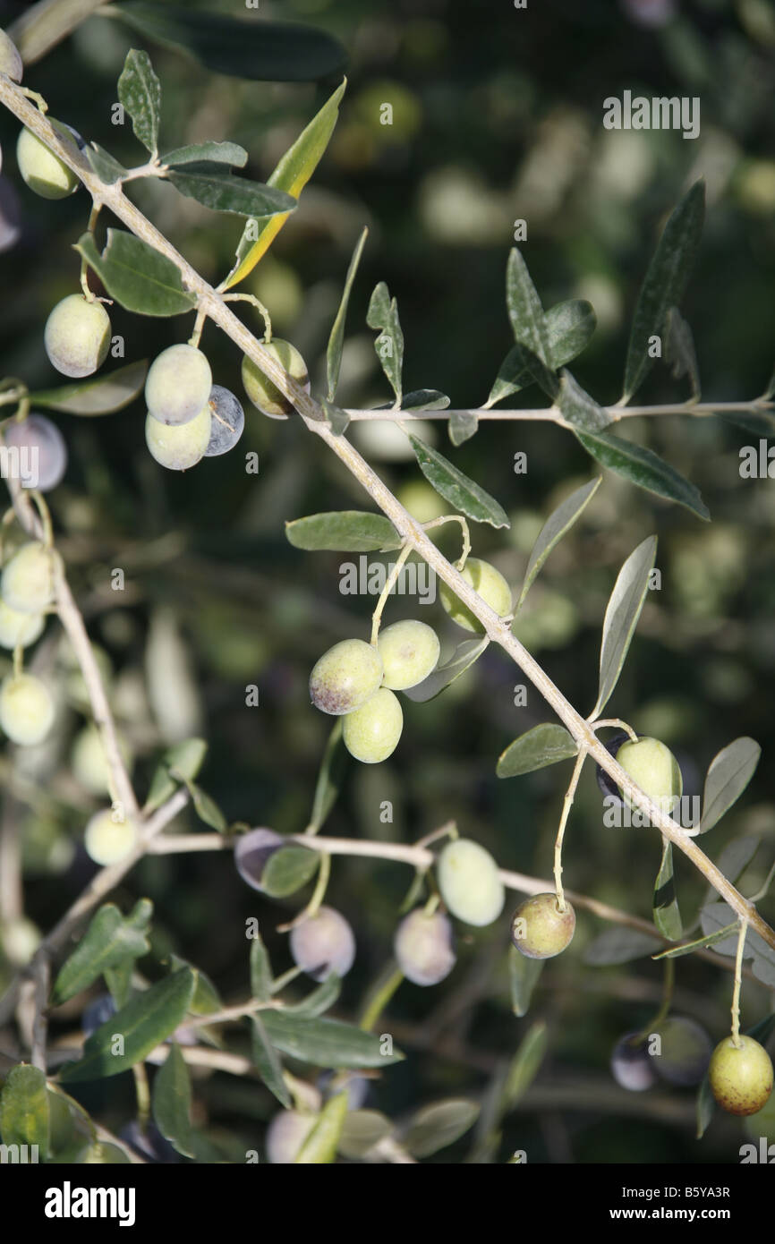Olive tree branch lots hi-res stock photography and images - Alamy