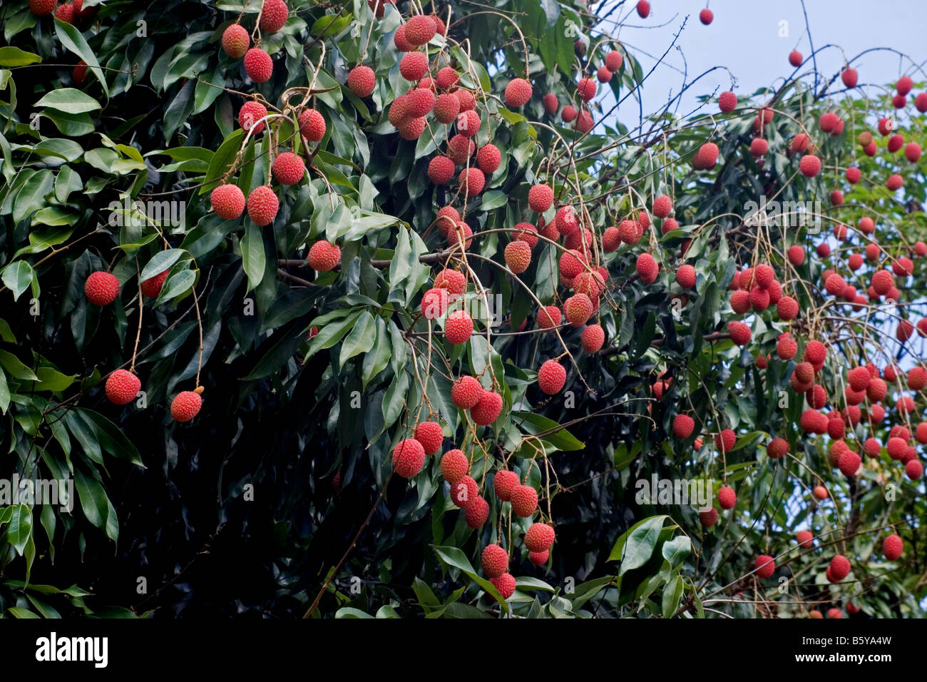 One lychee hi-res stock photography and images - Alamy