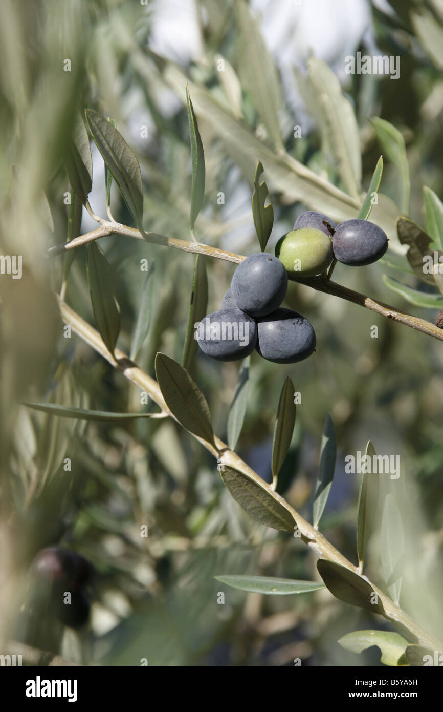 Olive tree branch lots hi-res stock photography and images - Alamy