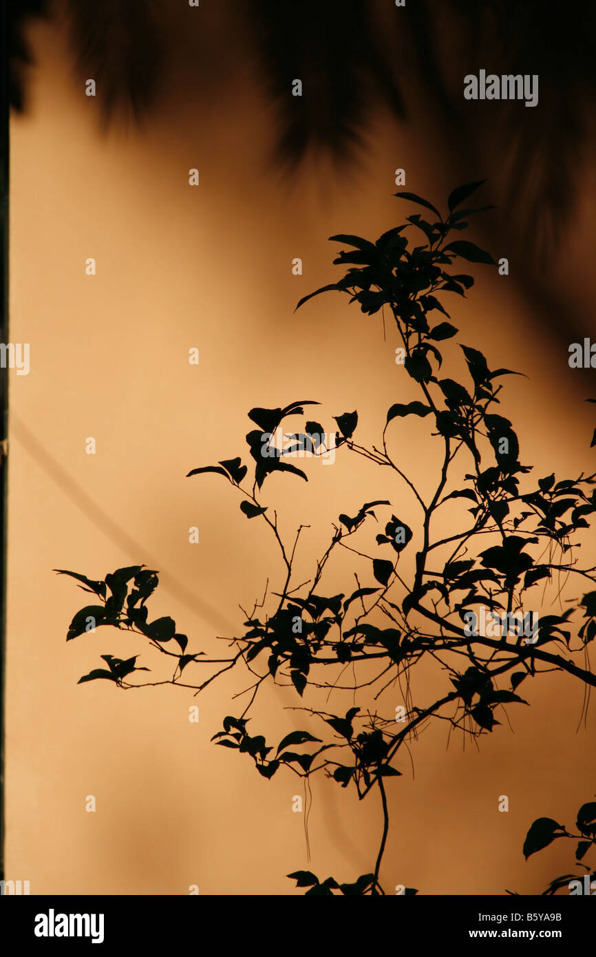 shadow of tree bush on wall Stock Photo - Alamy