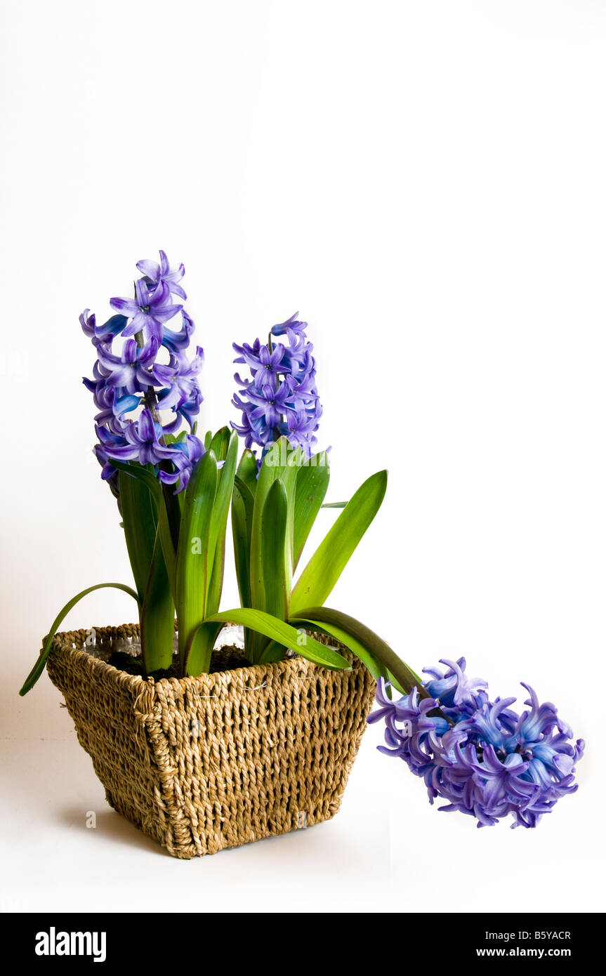 Pastel lights Cut Out Stock Images & Pictures - Alamy