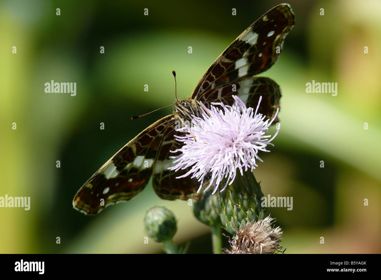 Small map hi-res stock photography and images - Alamy