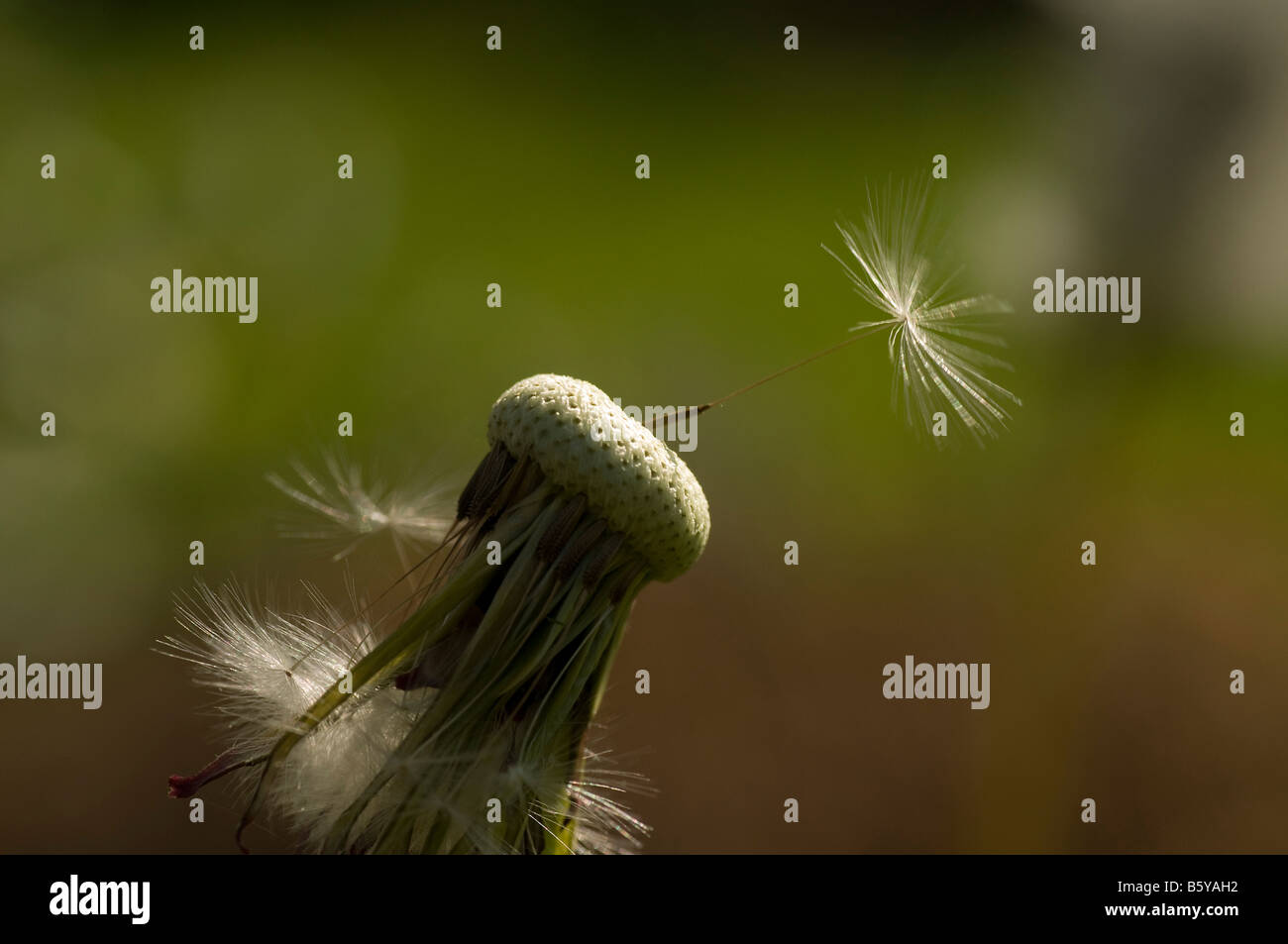 Dandelion seed pods hi-res stock photography and images - Alamy