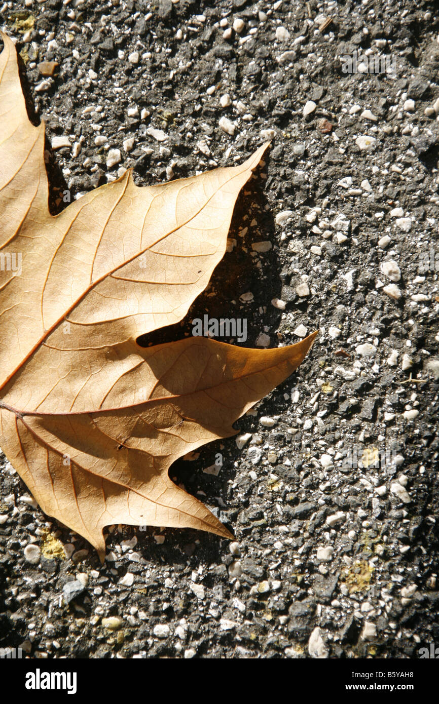 one single fallen leaf on empty country road Stock Photo - Alamy