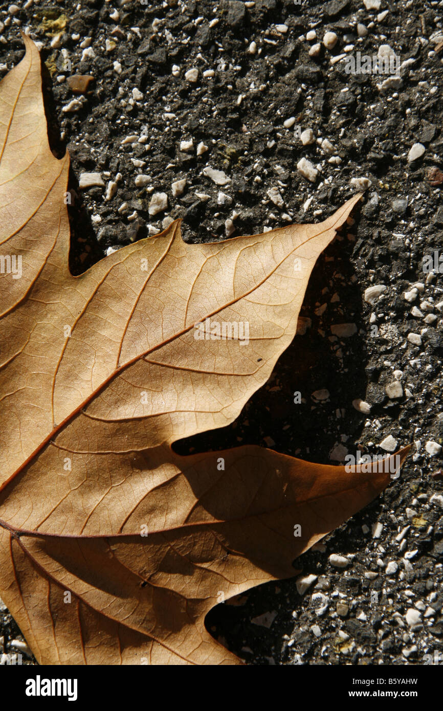 one single fallen leaf on empty country road Stock Photo - Alamy