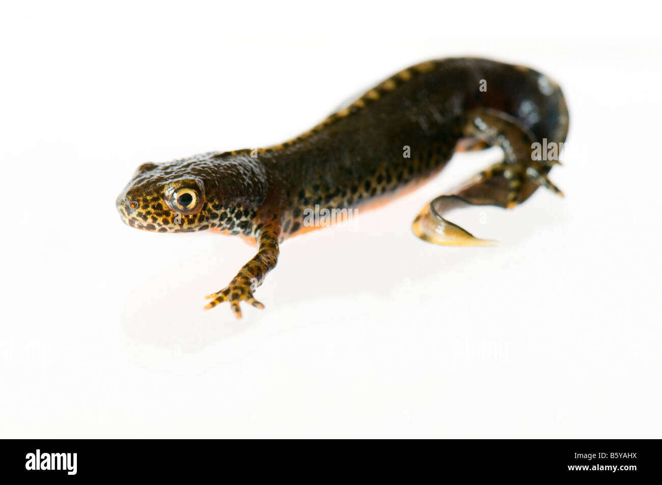 Newt Cut Out Stock Images & Pictures - Alamy