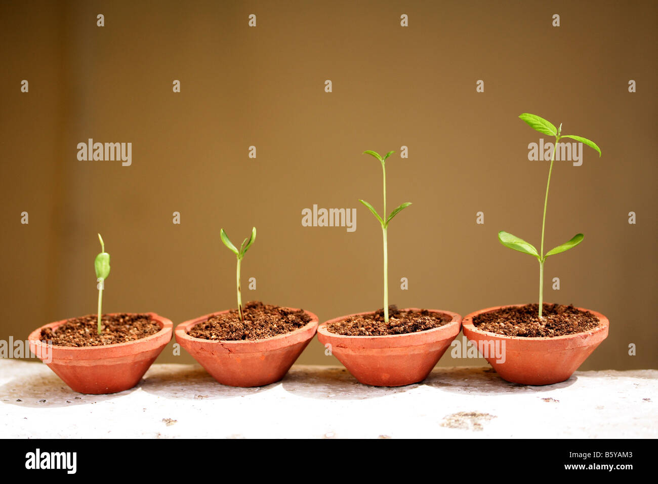 Seed Growth Stages High Resolution Stock Photography and Images - Alamy