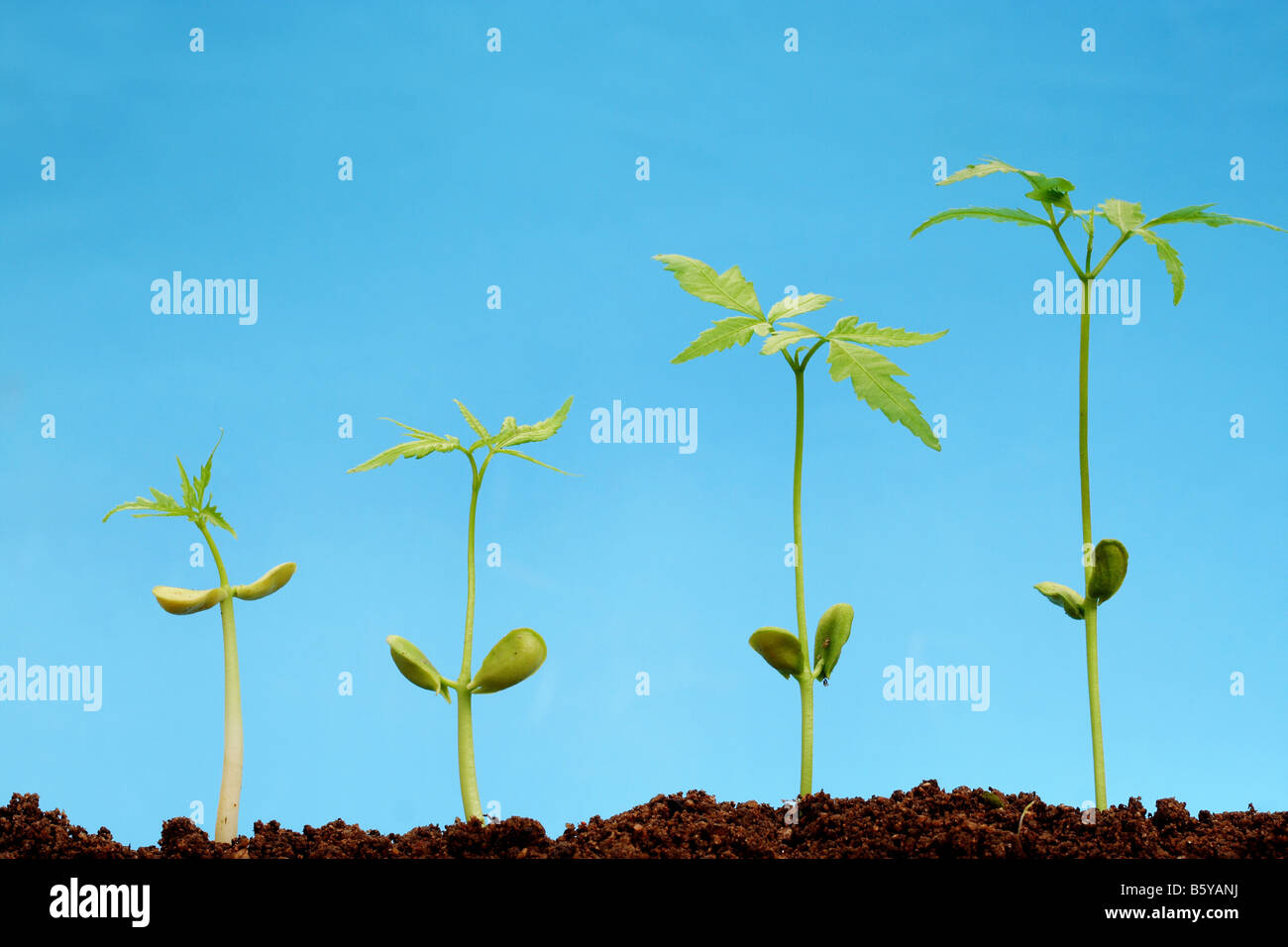 Seedling stages hi-res stock photography and images - Alamy
