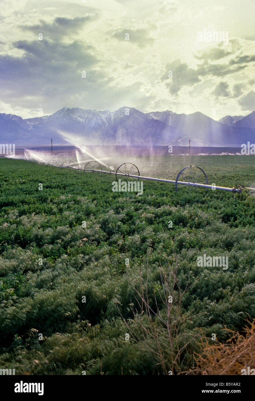 Sprinkler system provides artificial rain through irrigation on alfalfa ...