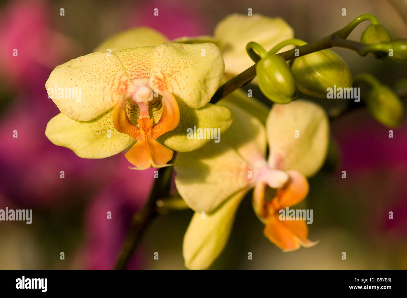 Beautiful multi colored multi orchids hi-res stock photography and ...