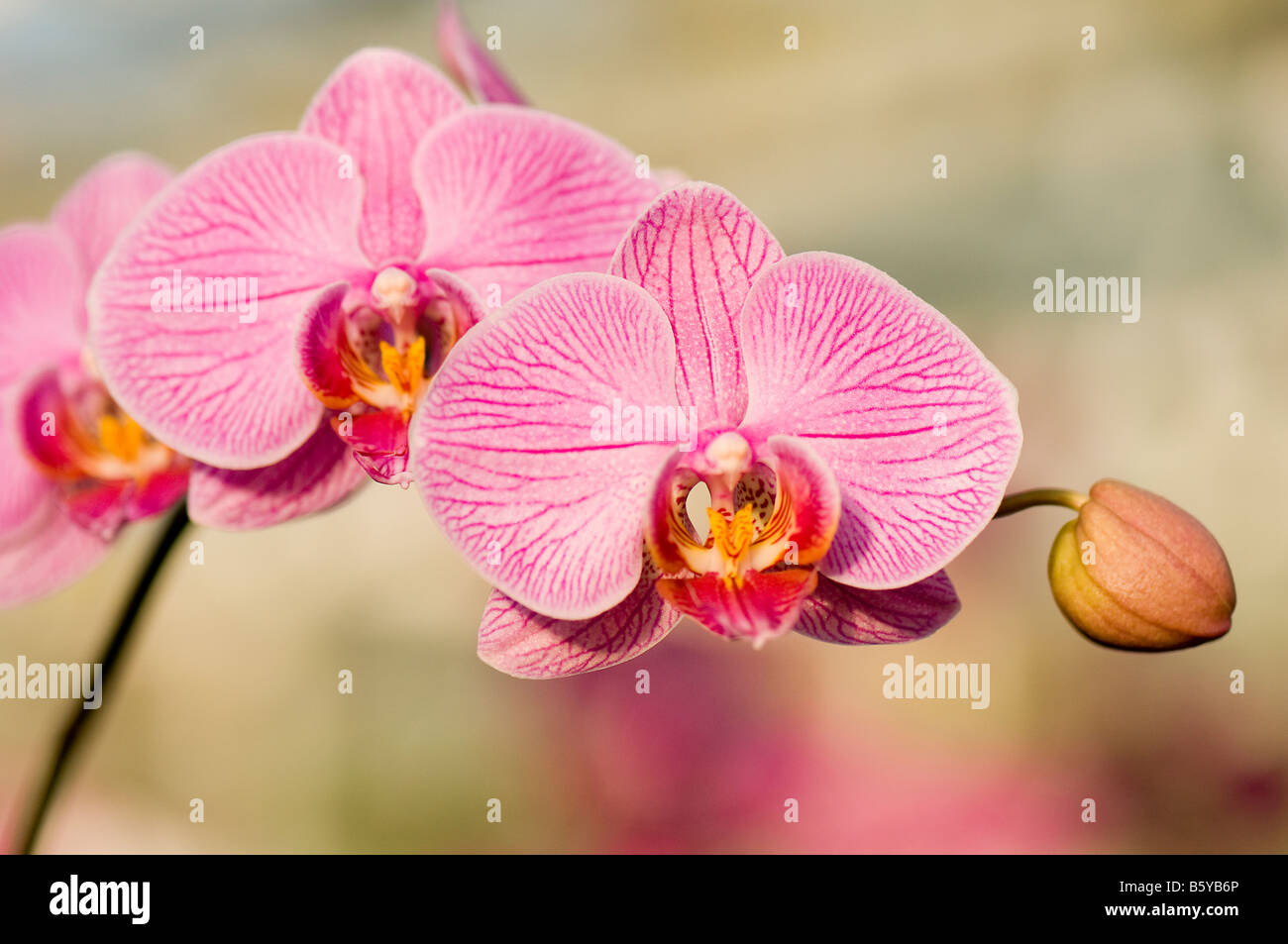 Beautiful multi colored multi orchids hi-res stock photography and ...