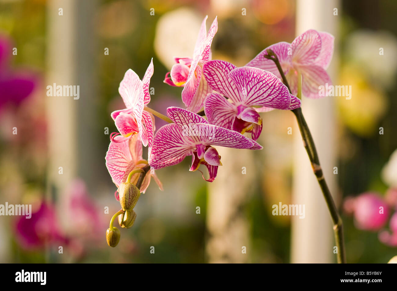 Beautiful multi colored multi orchids hi-res stock photography and ...