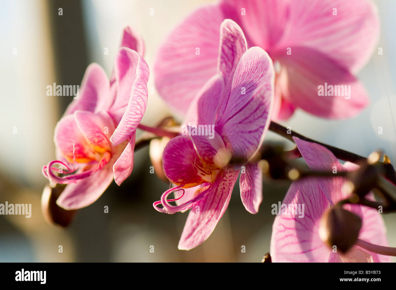 Beautiful multi colored multi orchids hi-res stock photography and ...