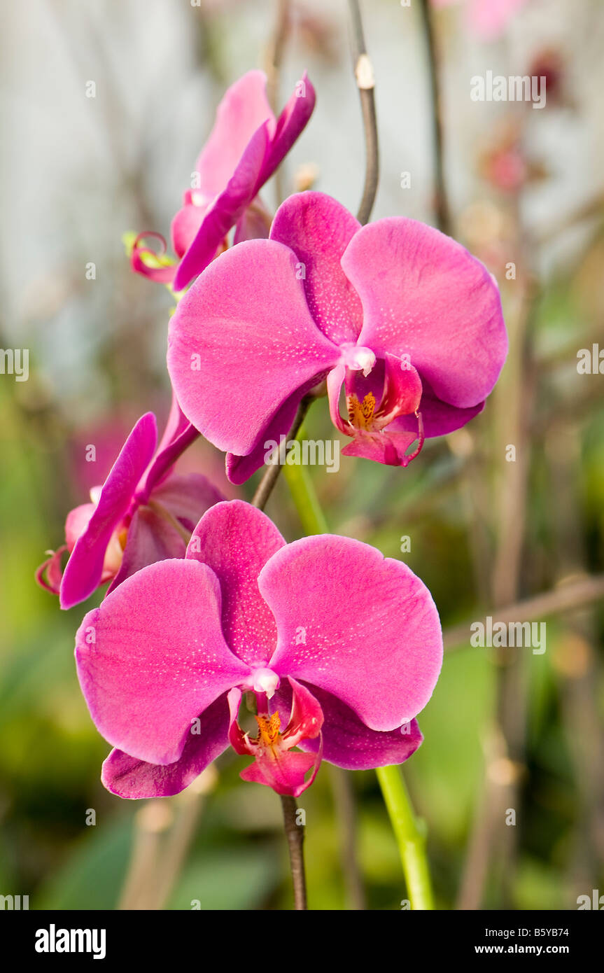 Beautiful multi colored multi orchids hi-res stock photography and ...