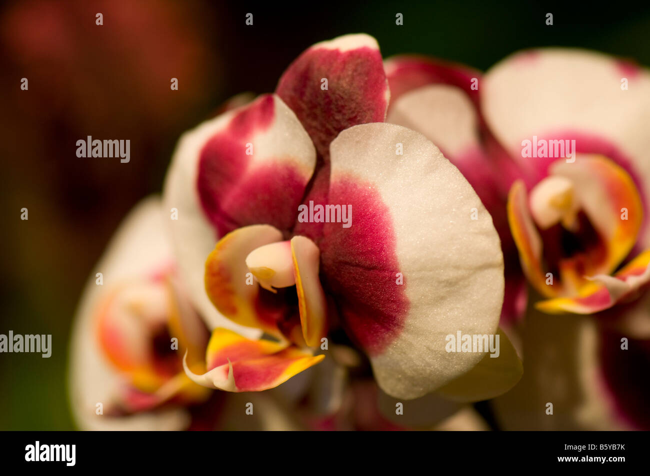 Beautiful multi colored multi orchids hi-res stock photography and ...