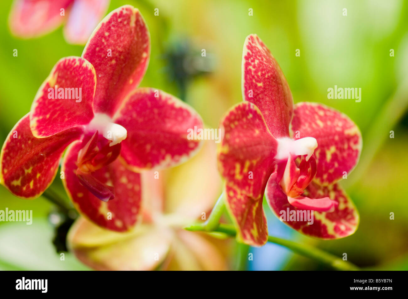 Beautiful multi colored multi orchids hi-res stock photography and ...