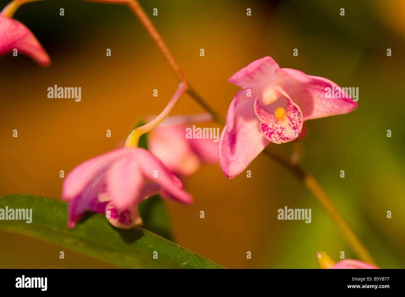 Beautiful multi colored multi orchids hi-res stock photography and ...