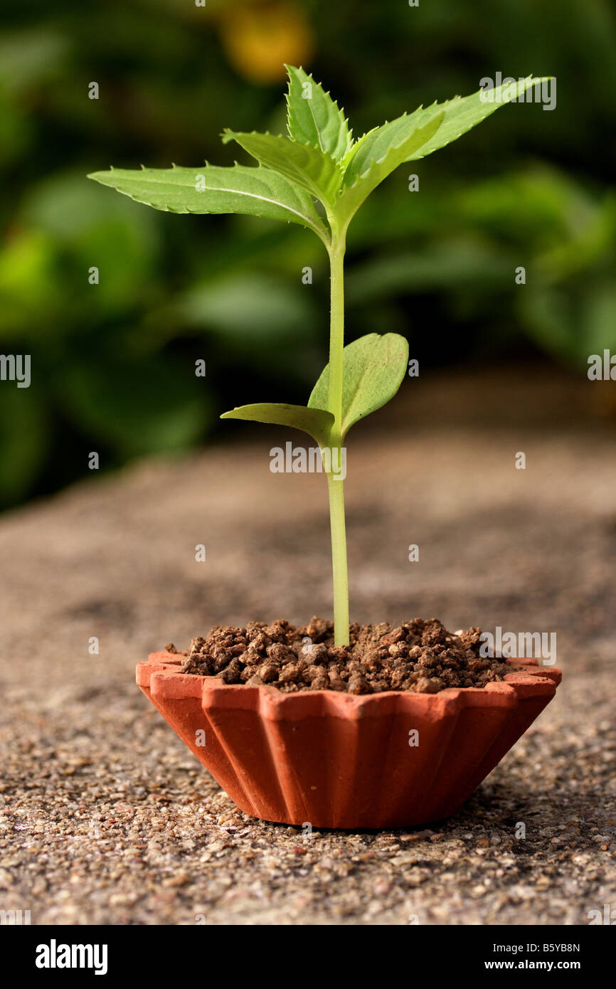 Small plant-New life Stock Photo - Alamy