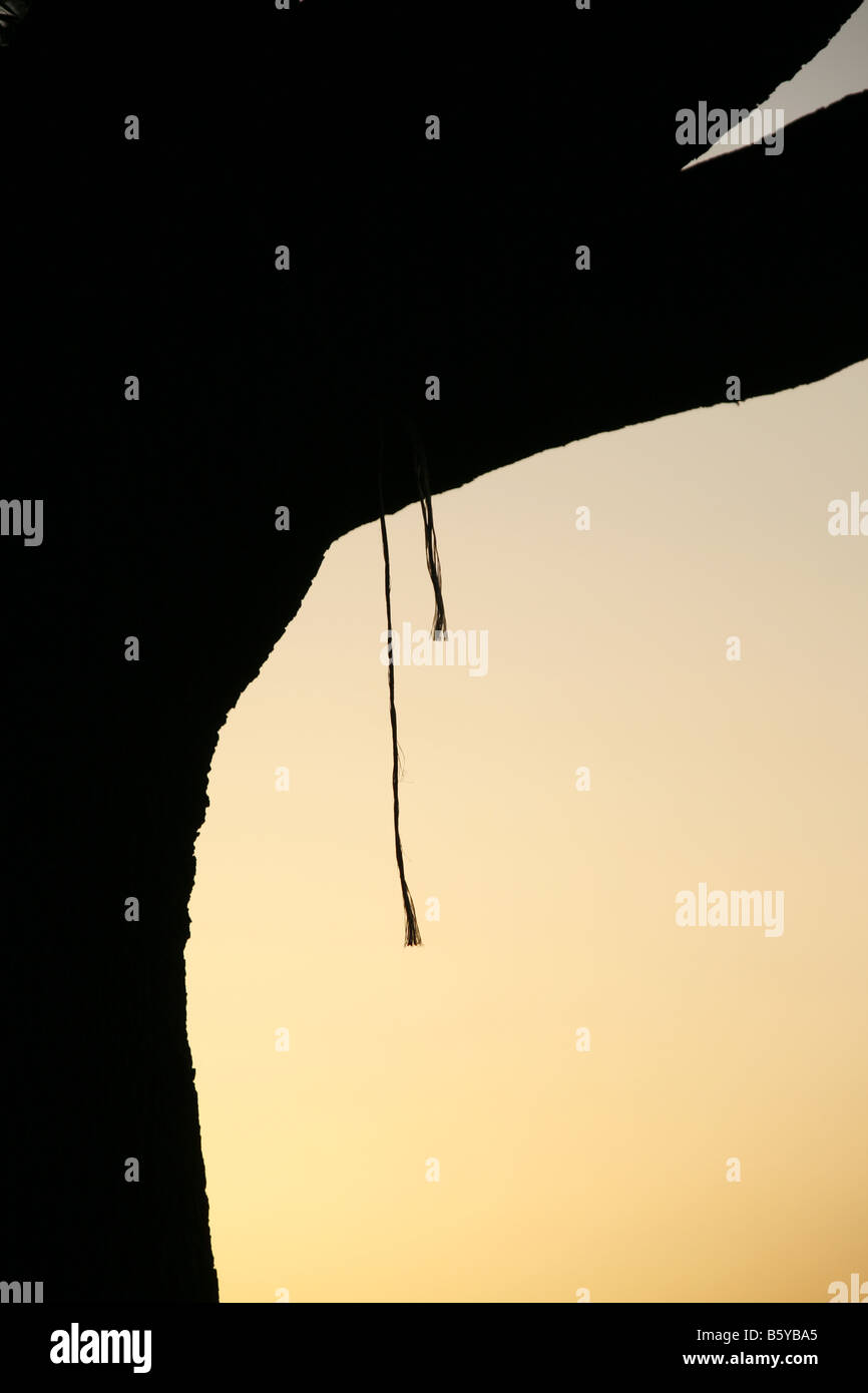 piece of string hanging from tree branch in morning sun Stock Photo - Alamy