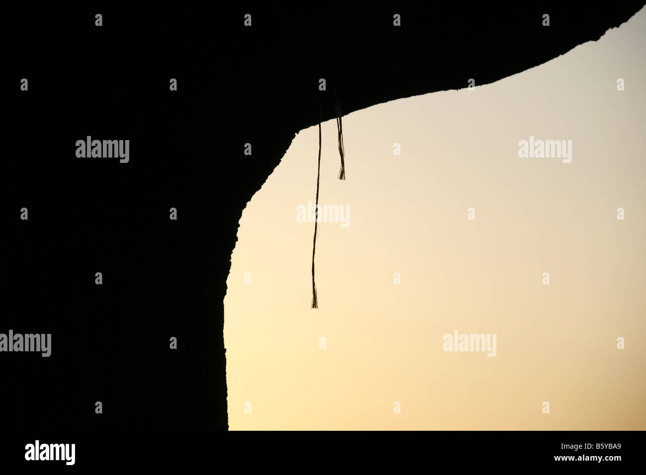 piece of string hanging from tree branch in morning sun Stock Photo - Alamy