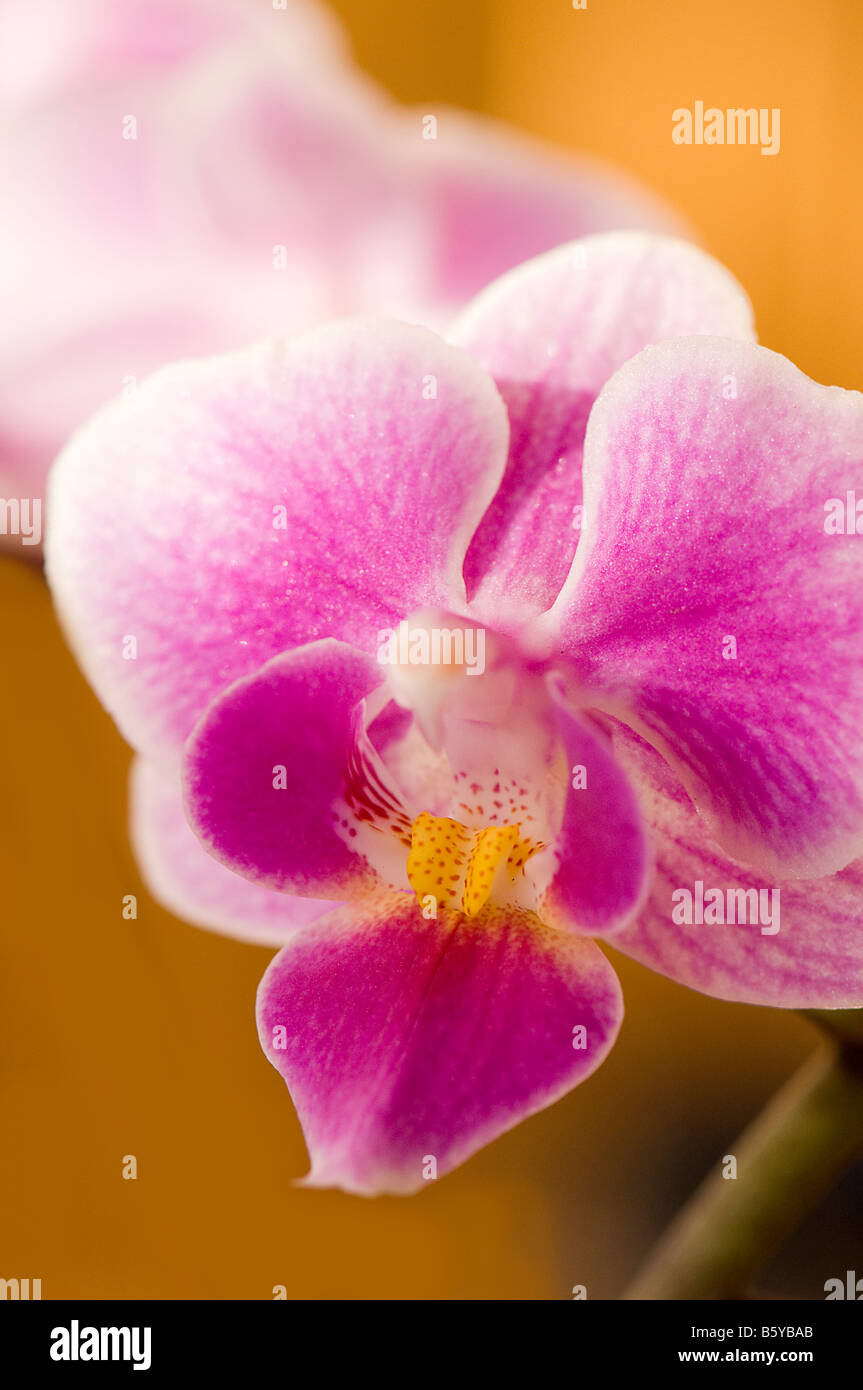 Beautiful multi colored multi orchids hi-res stock photography and ...