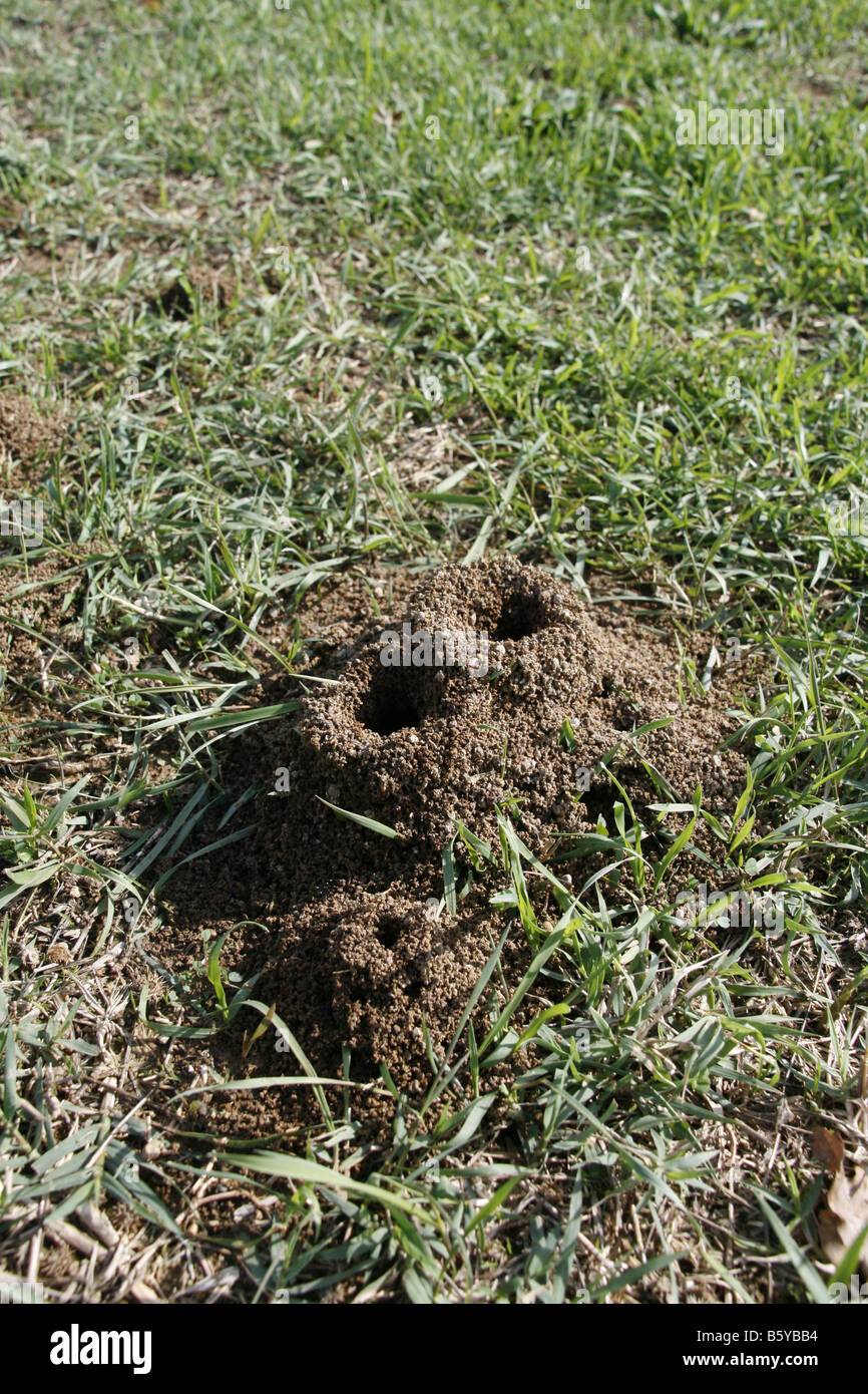 Ant holes hi-res stock photography and images - Alamy