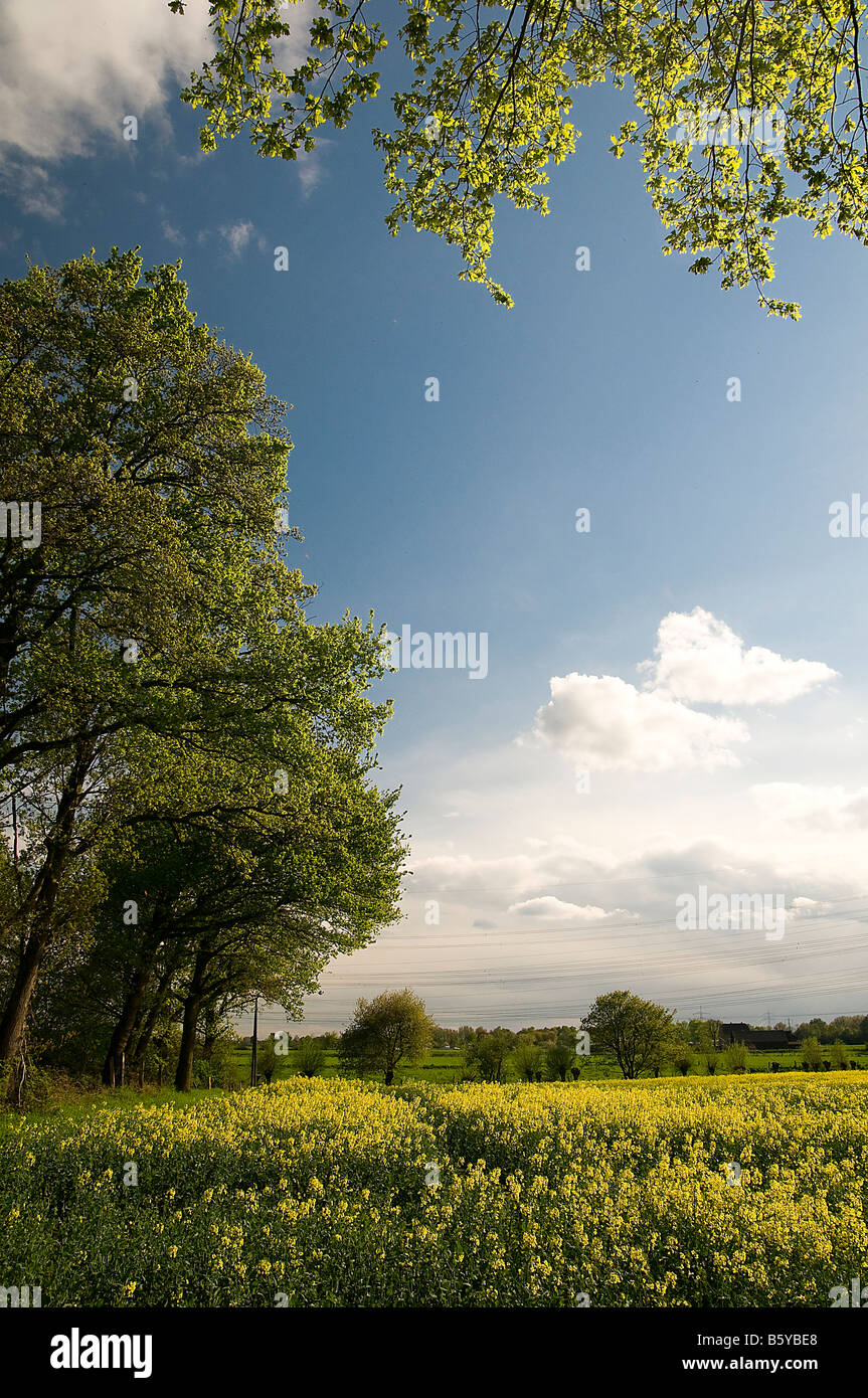 rape / colza field Stock Photo - Alamy