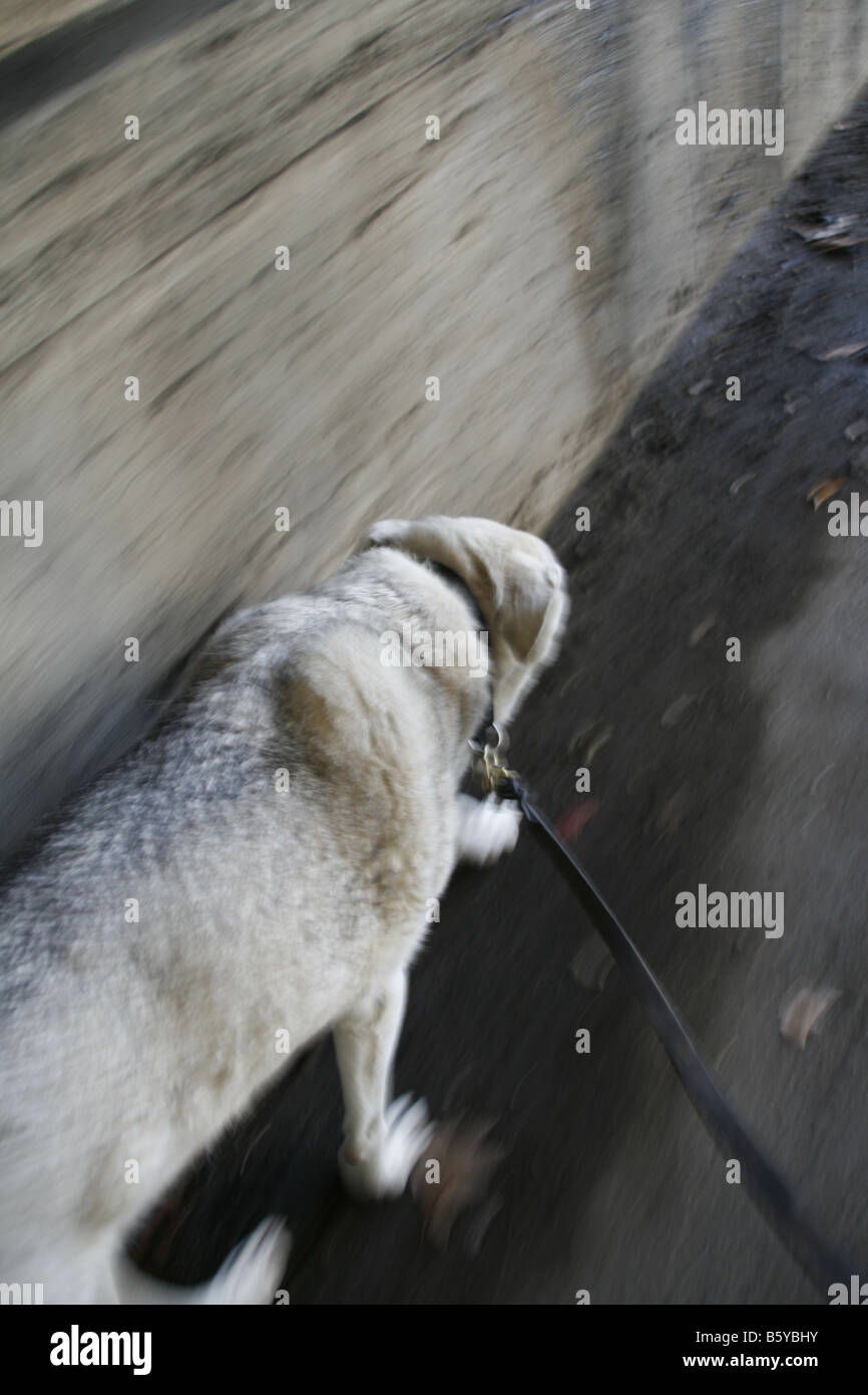 dog on a lead running on path in street in city Stock Photo - Alamy
