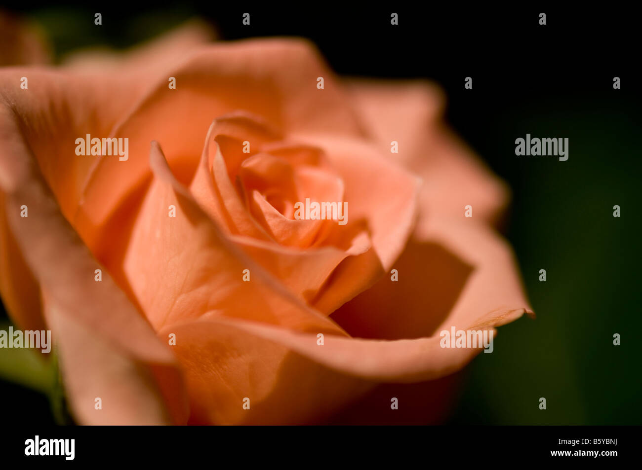 Bloom symbol hi-res stock photography and images - Alamy