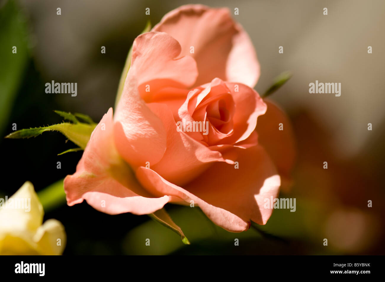 Bloom symbol hi-res stock photography and images - Alamy