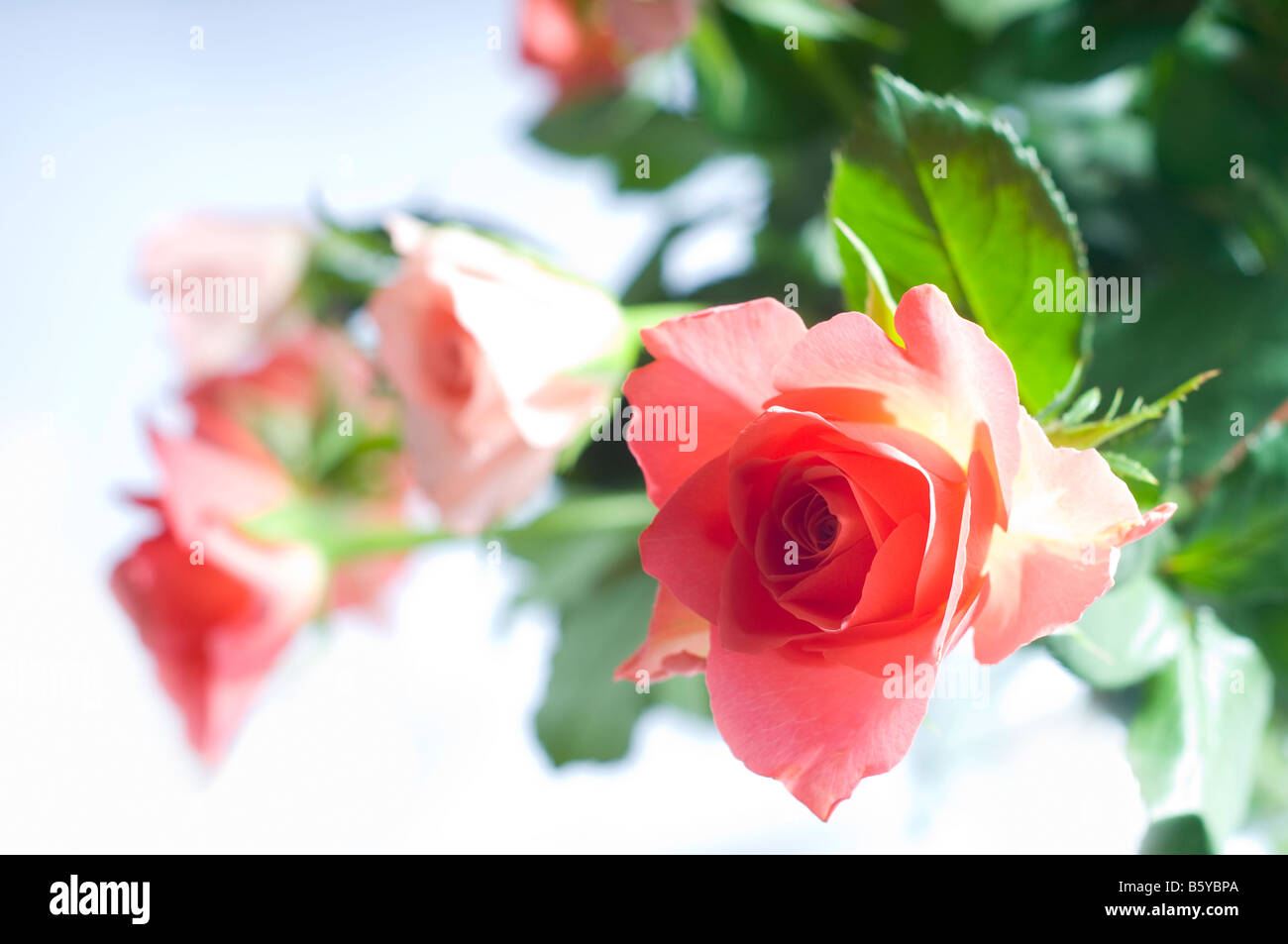 Bouquet of flowers with animals hi-res stock photography and images - Alamy