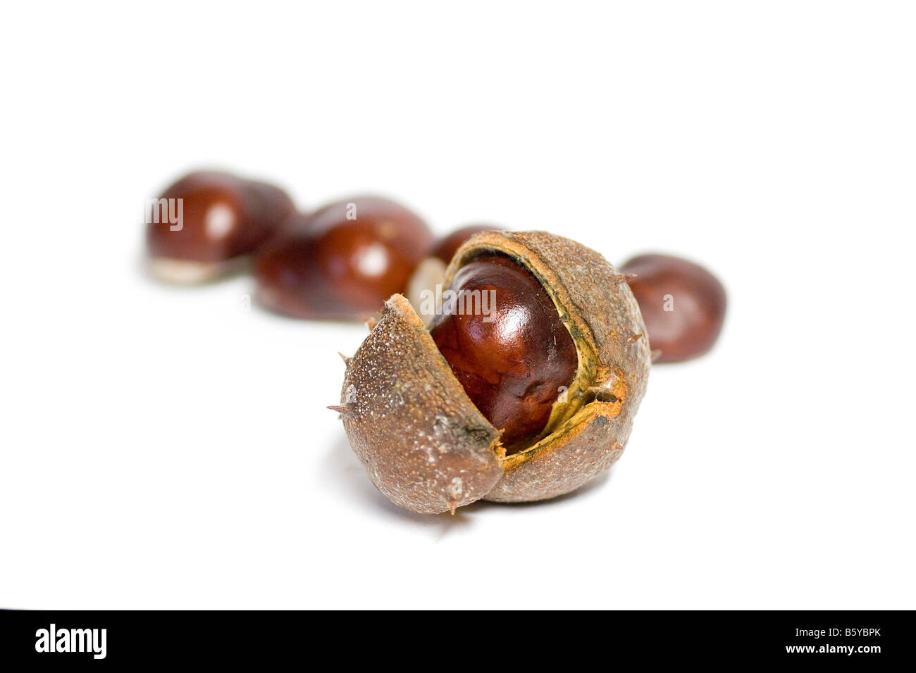 Bitter chestnut hi-res stock photography and images - Alamy