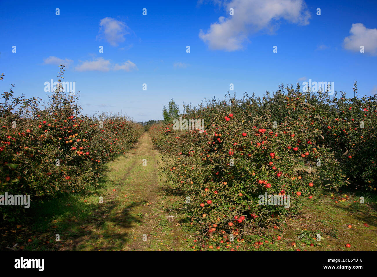 English orchard hi-res stock photography and images - Alamy