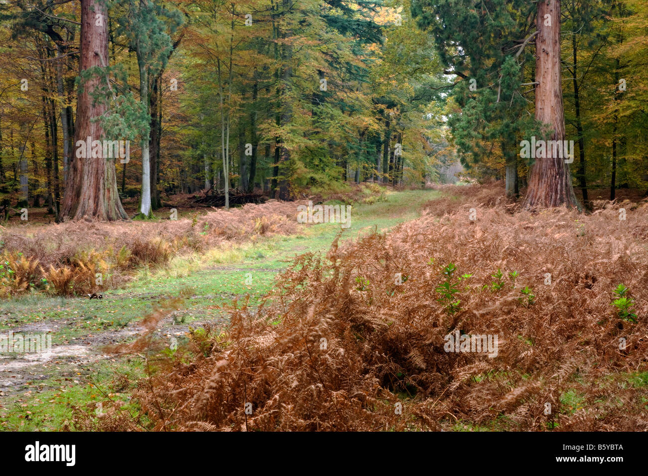 New Forest Landscape, Hampshire, UK Stock Photo - Alamy