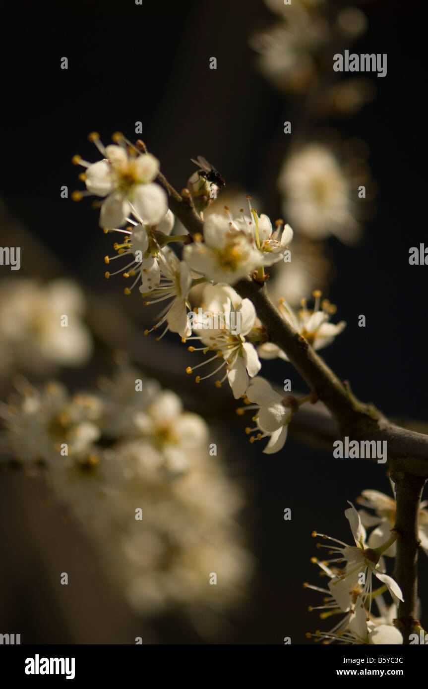 Sloe season hi-res stock photography and images - Alamy
