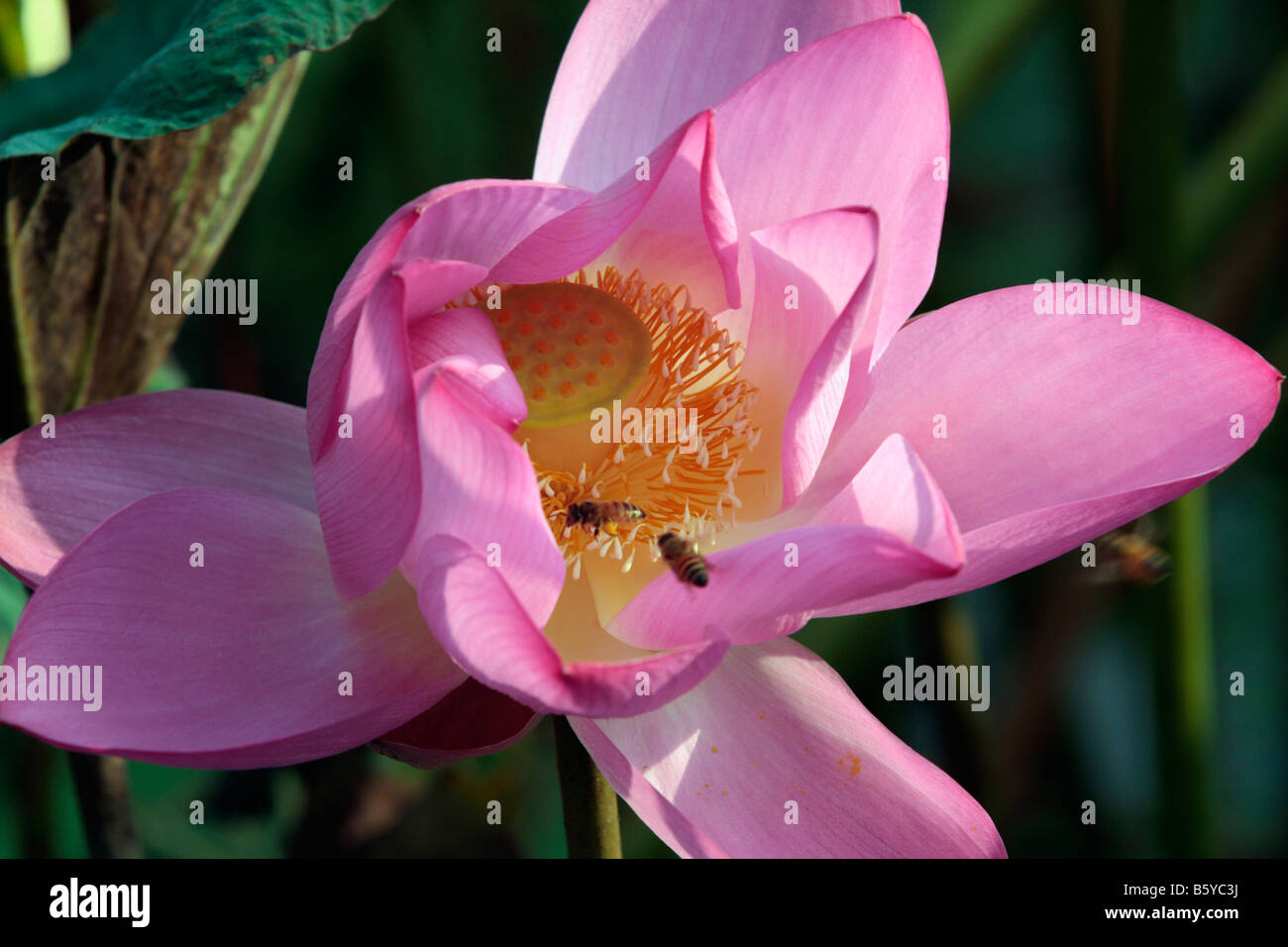 Close up of pink lotus bee Stock Photo - Alamy